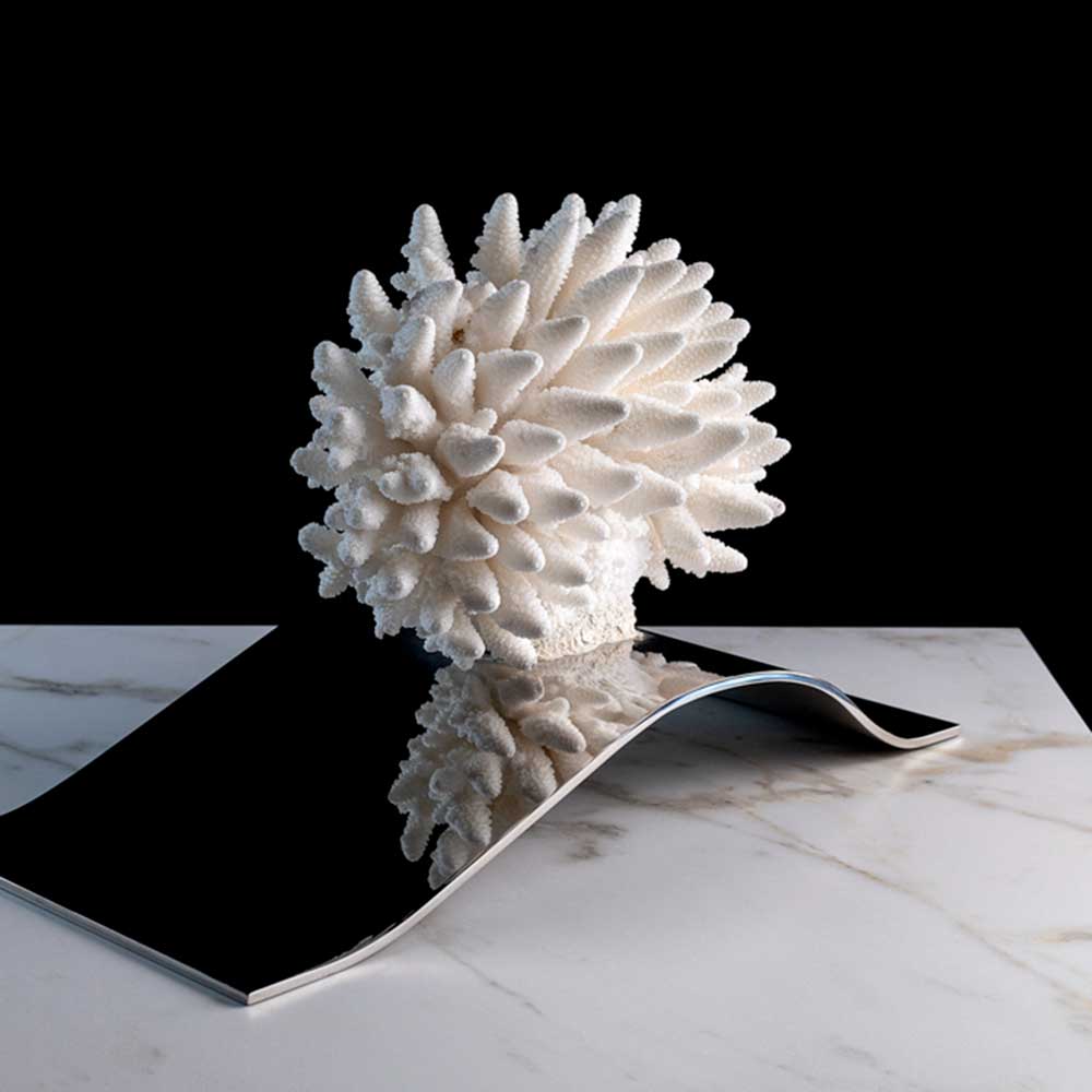 Vague - Maritime Objects. "White Finger" coral on a stainless steel ...